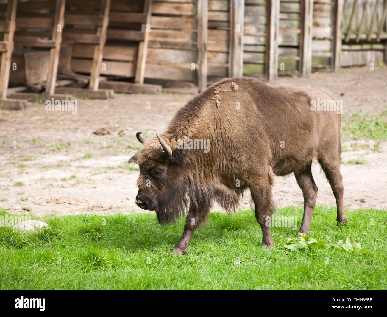 Side view of American bison by grazing Stock Photo - Alamy