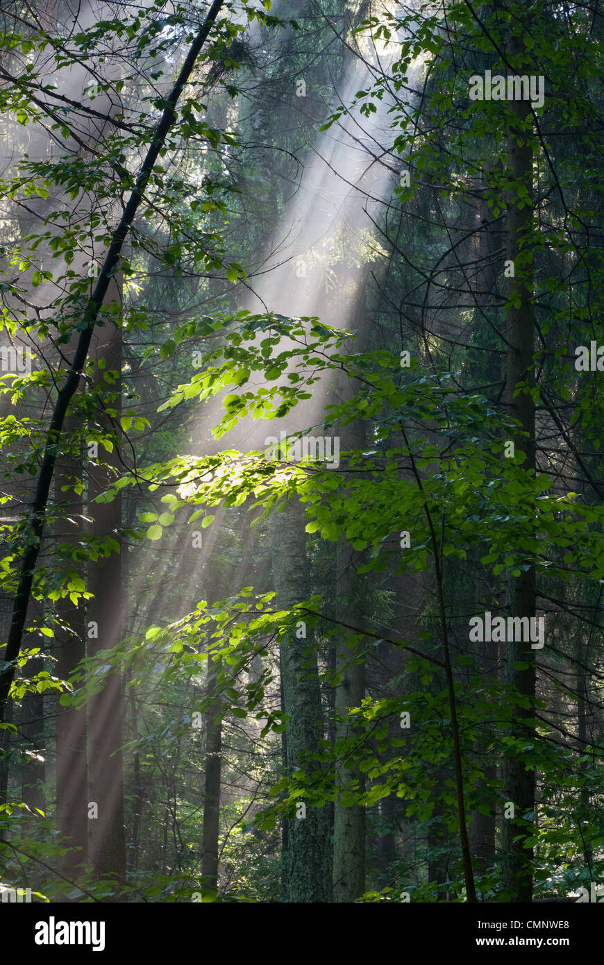 Tree projection hi-res stock photography and images - Alamy