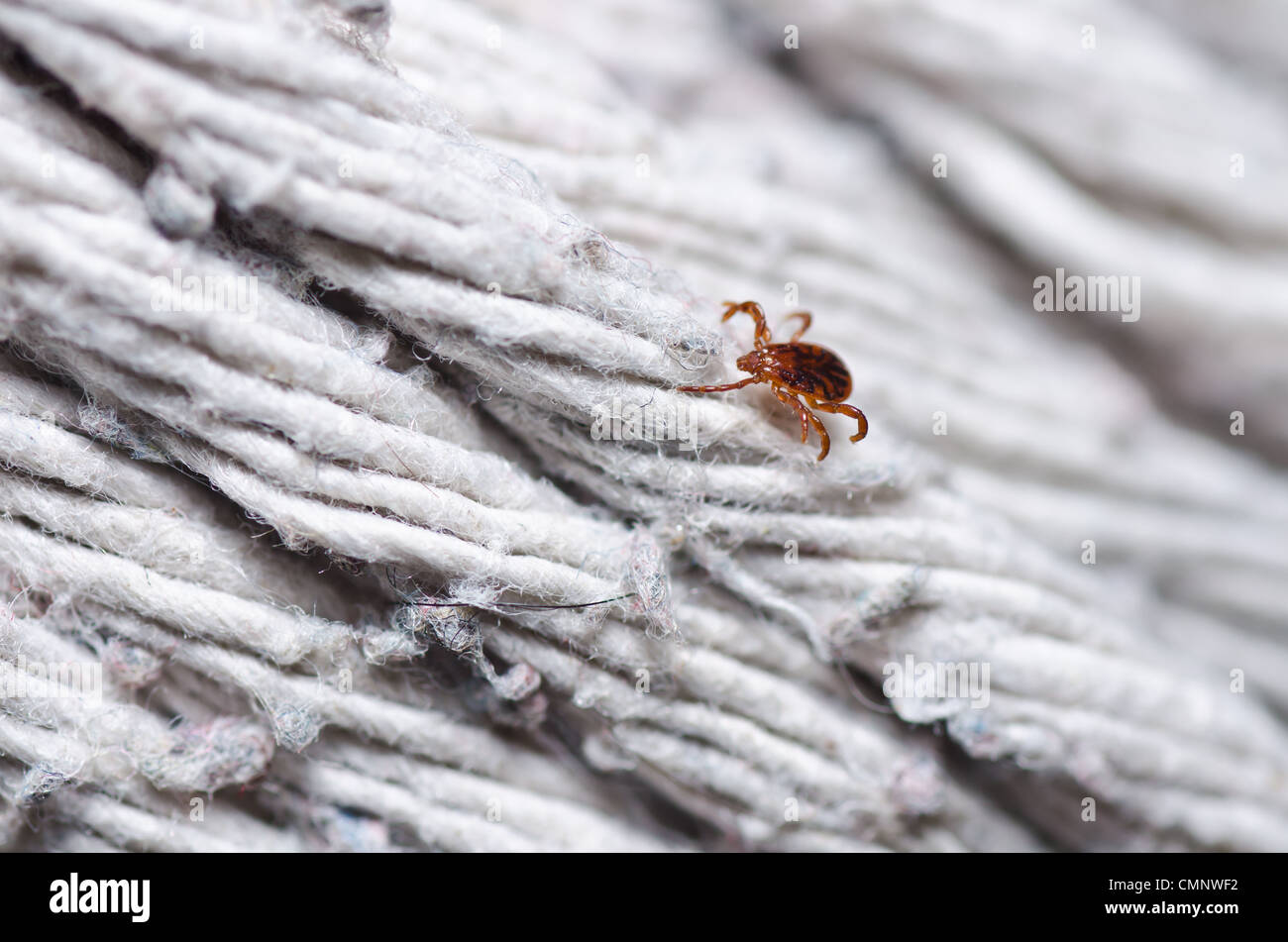 Ixodes scapularis or tick on white background Stock Photo - Alamy