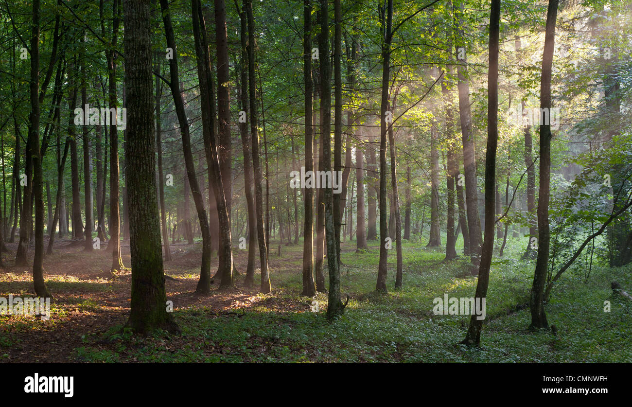 Sunbeam entering rich deciduous forest in misty evening rain after ...
