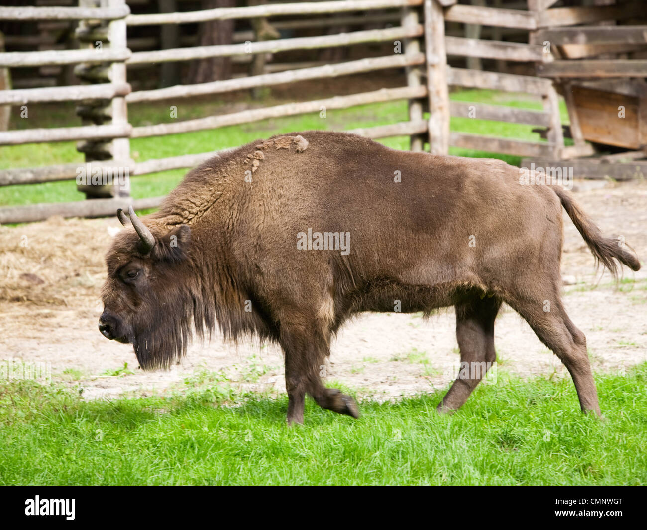 Bison enclosure hi-res stock photography and images - Alamy