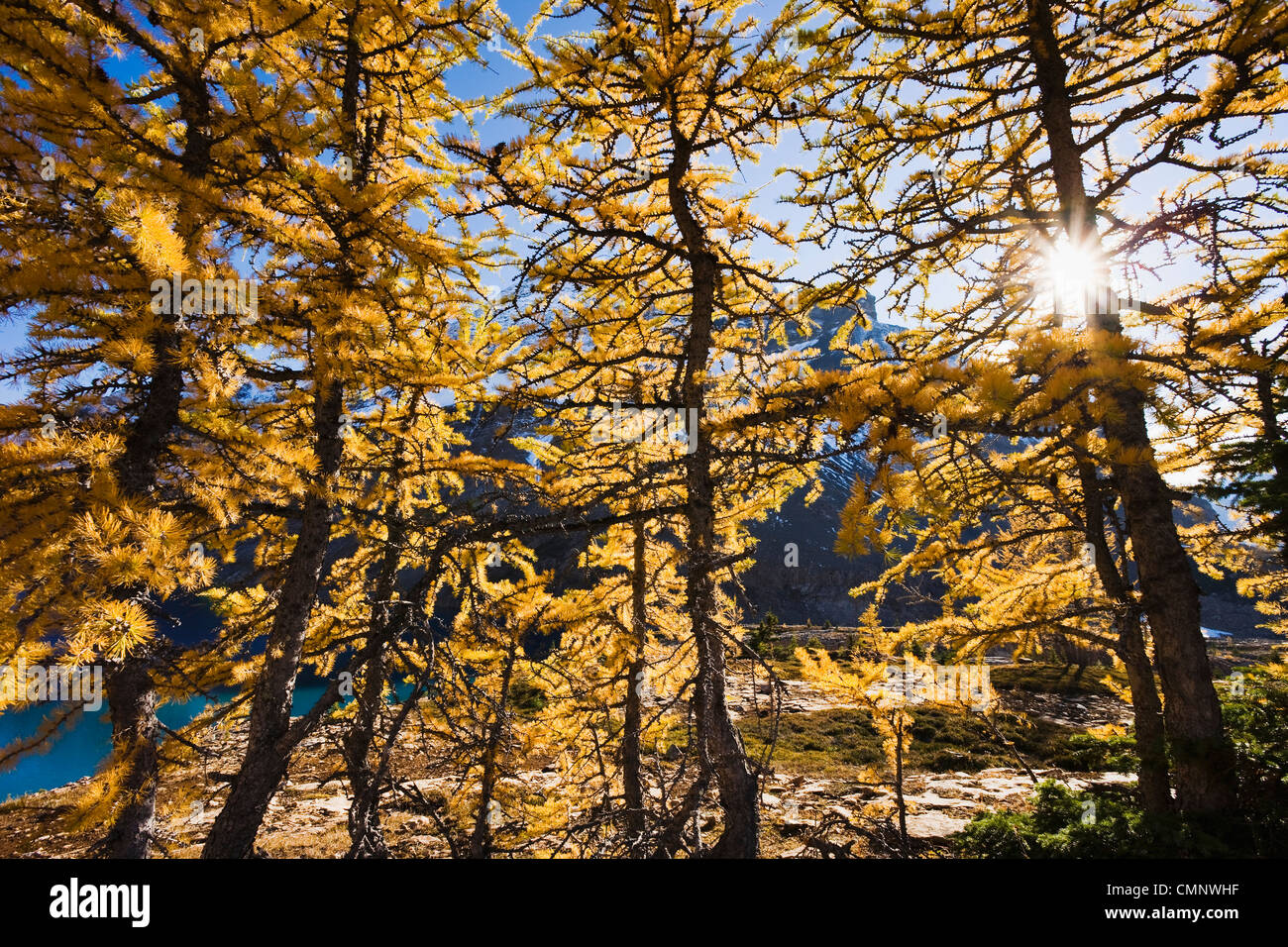 Lake mcarthur yoho park hi-res stock photography and images - Alamy