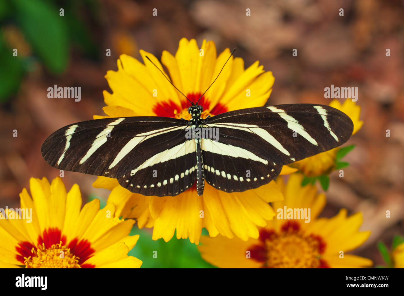 Closeup butterfly wing hi-res stock photography and images - Alamy