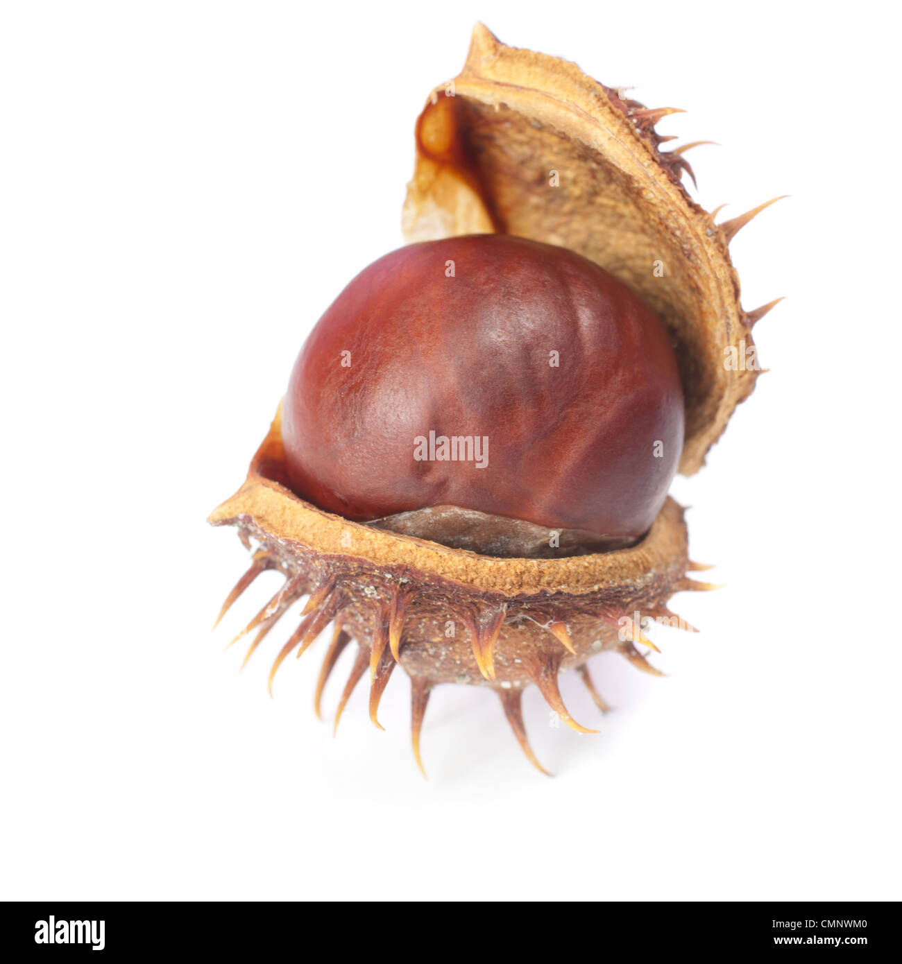 Conker (horse chestnut) on white background Stock Photo - Alamy