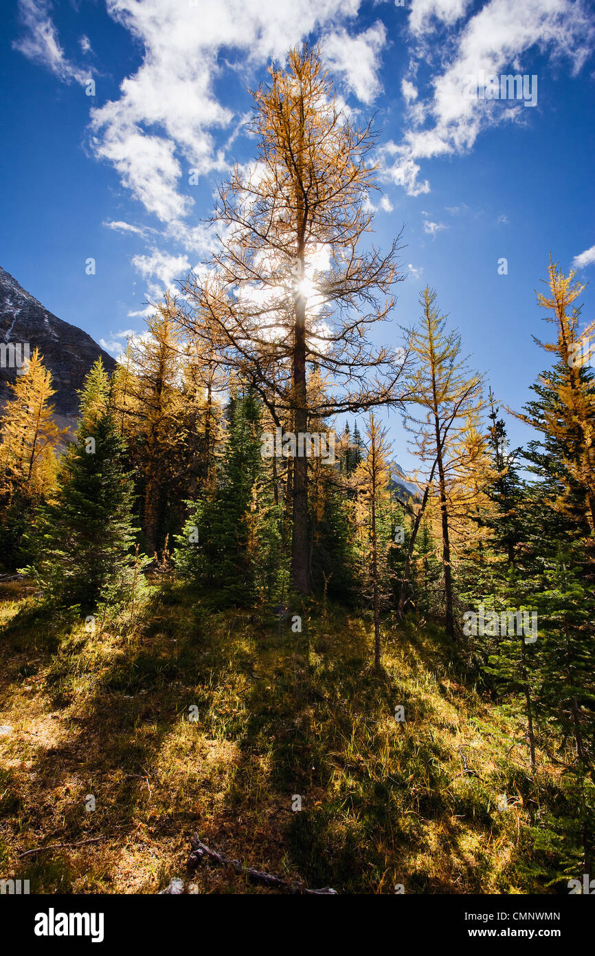 Larch trees and sun, Yoho National Park, British Columbia Stock Photo ...