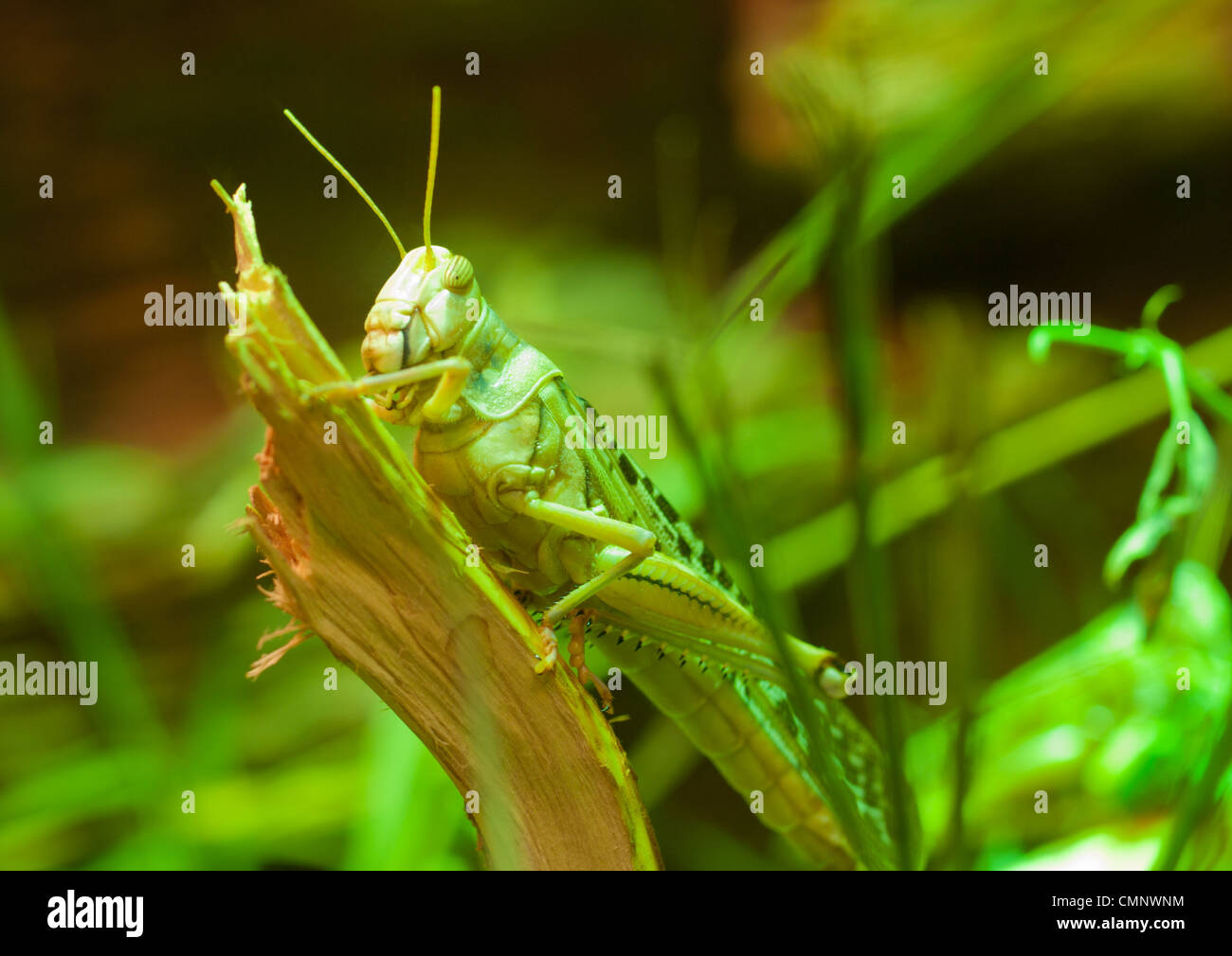 Locust leg hi-res stock photography and images - Alamy