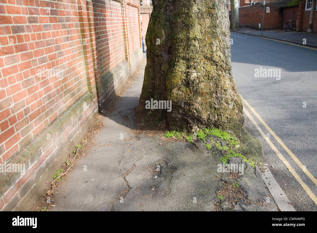 Biological weathering hi-res stock photography and images - Alamy