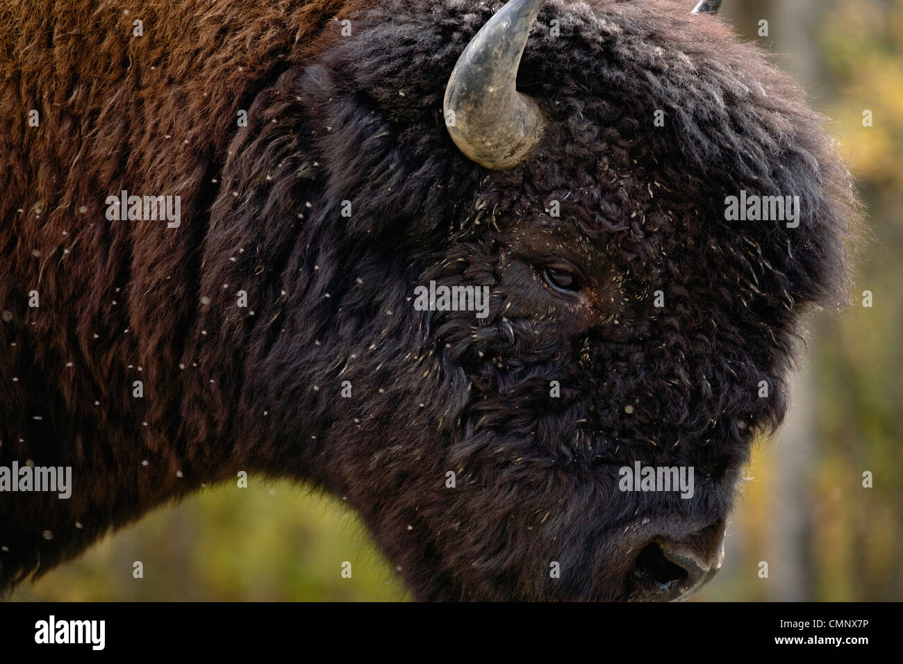 Bison animal side view hi-res stock photography and images - Alamy