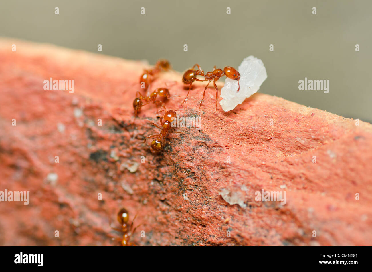 Fire ant hi-res stock photography and images - Alamy