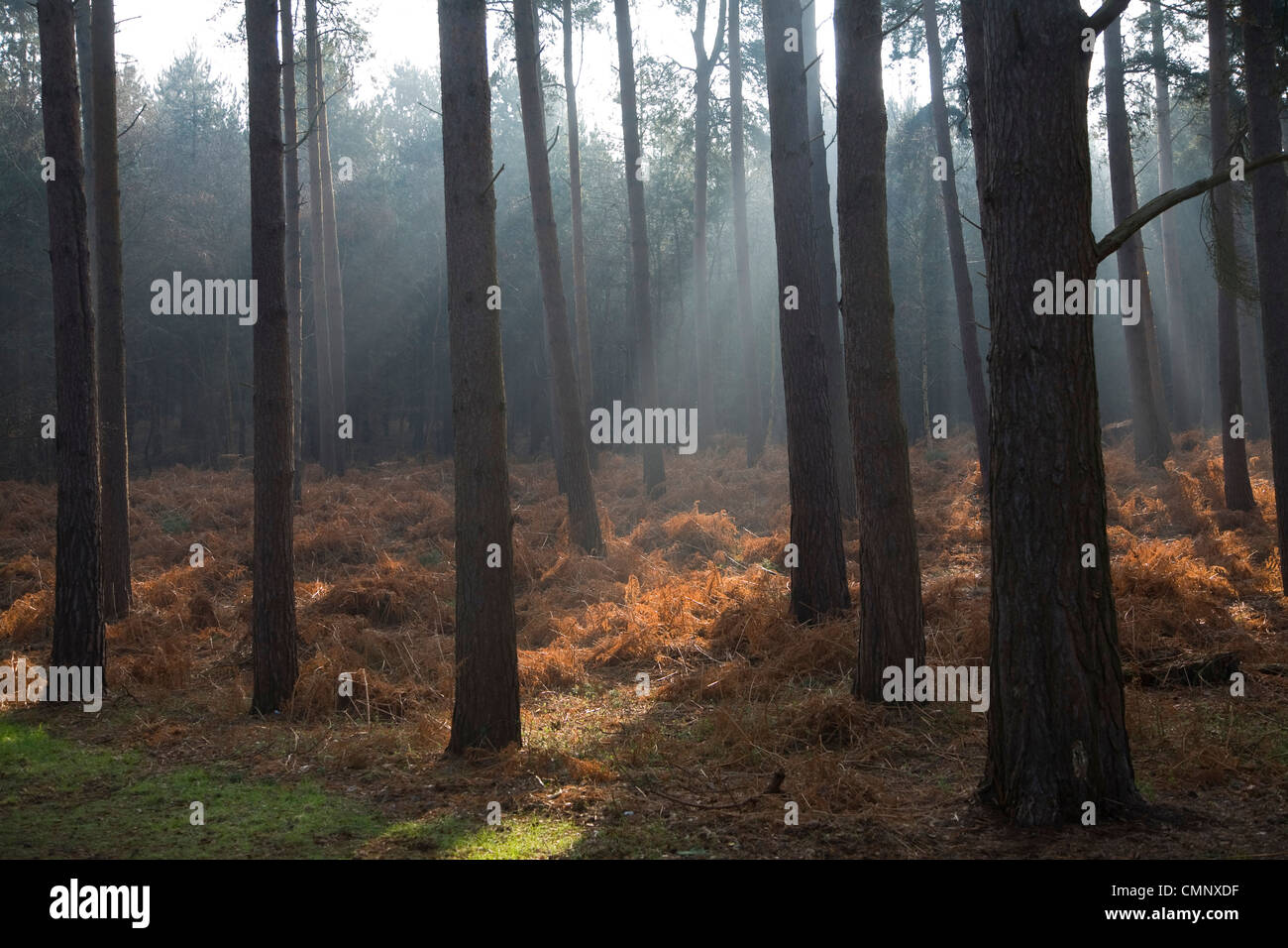 Shafts shaft of light hi-res stock photography and images - Alamy