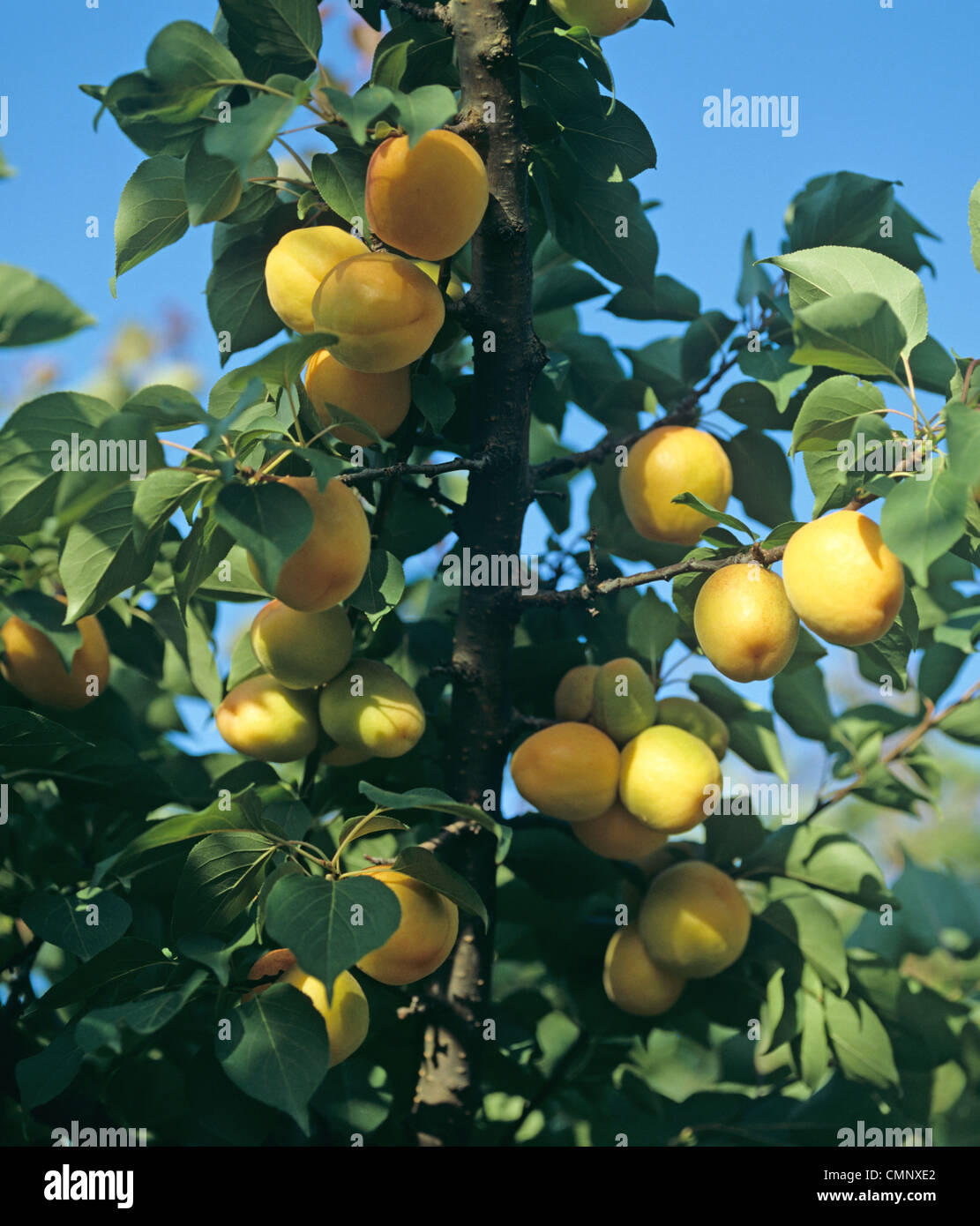 Apricots ripening on tree hi-res stock photography and images - Alamy