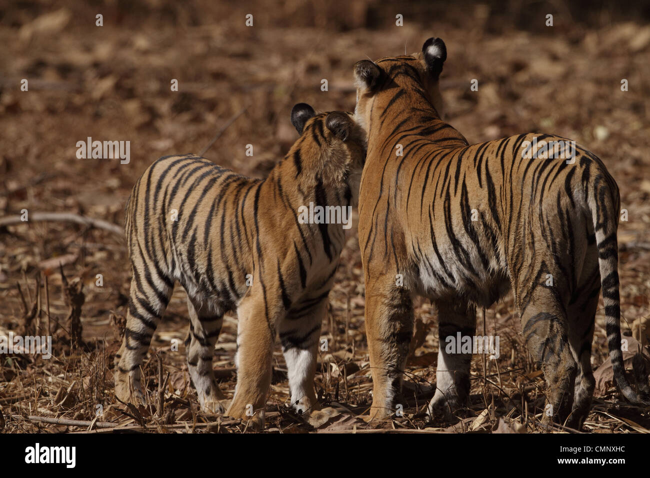 Tiger Cubs Cuddling A Shredded Human Hand
