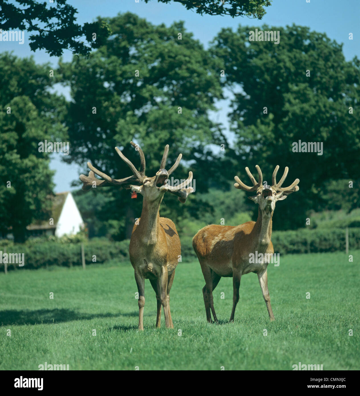 Mature master farmed red deer stags calling with mouths open and well ...