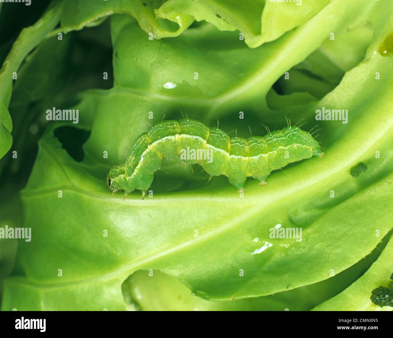 Silver Y moth (Plusia gamma) caterpillar on cabbage leaf Stock Photo ...
