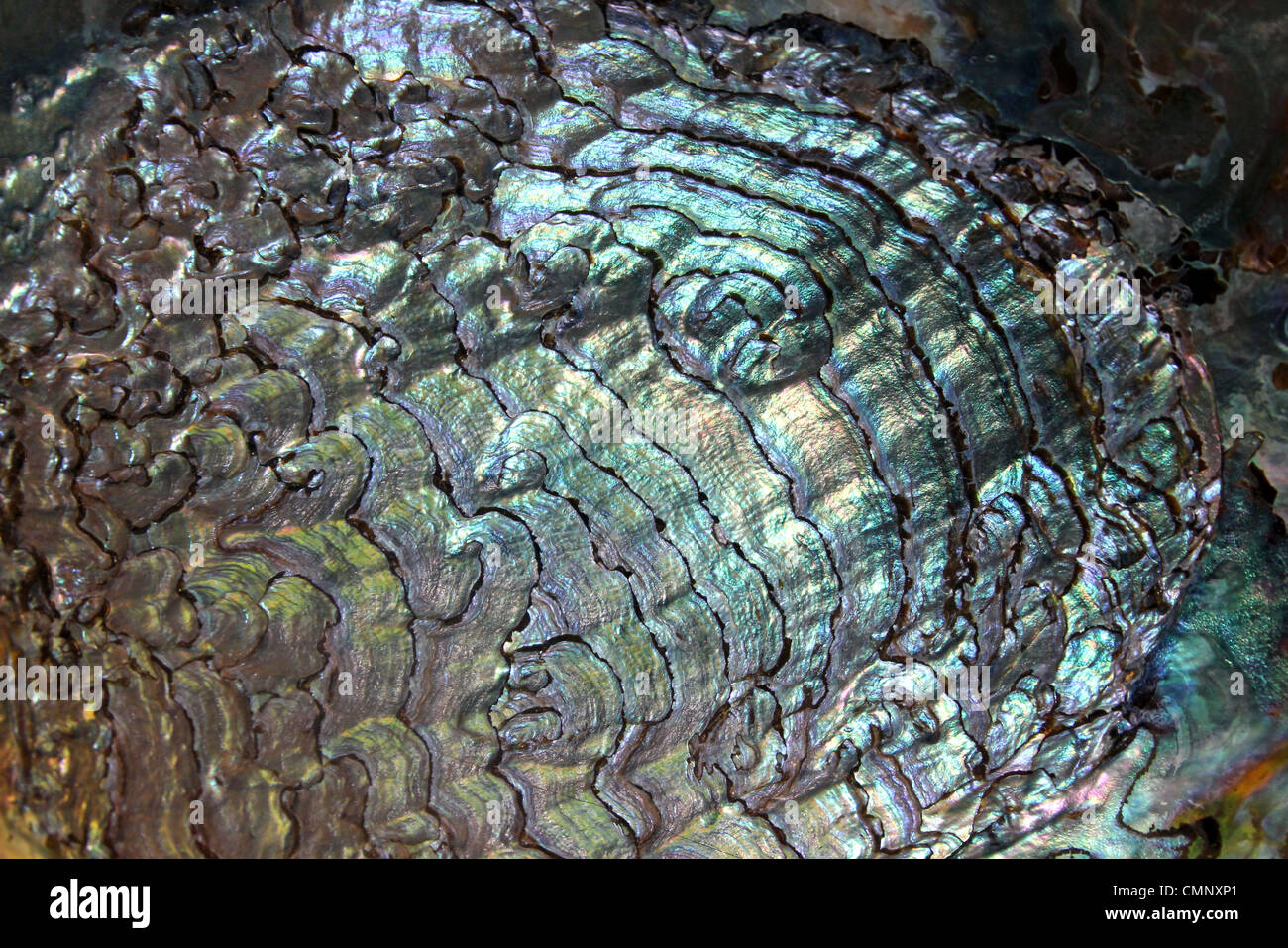 Abalone shell hi-res stock photography and images - Alamy