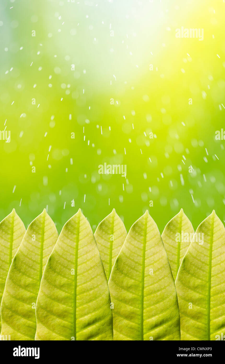 Green leaf and water motion in green nature Stock Photo - Alamy