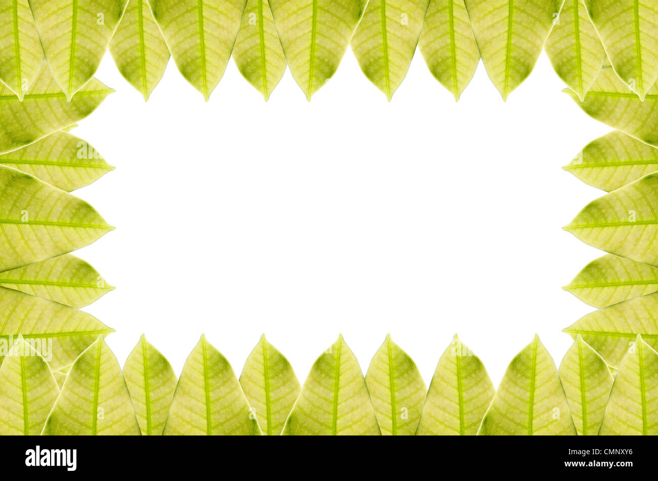 Green leaf frame isolated in green nature Stock Photo - Alamy