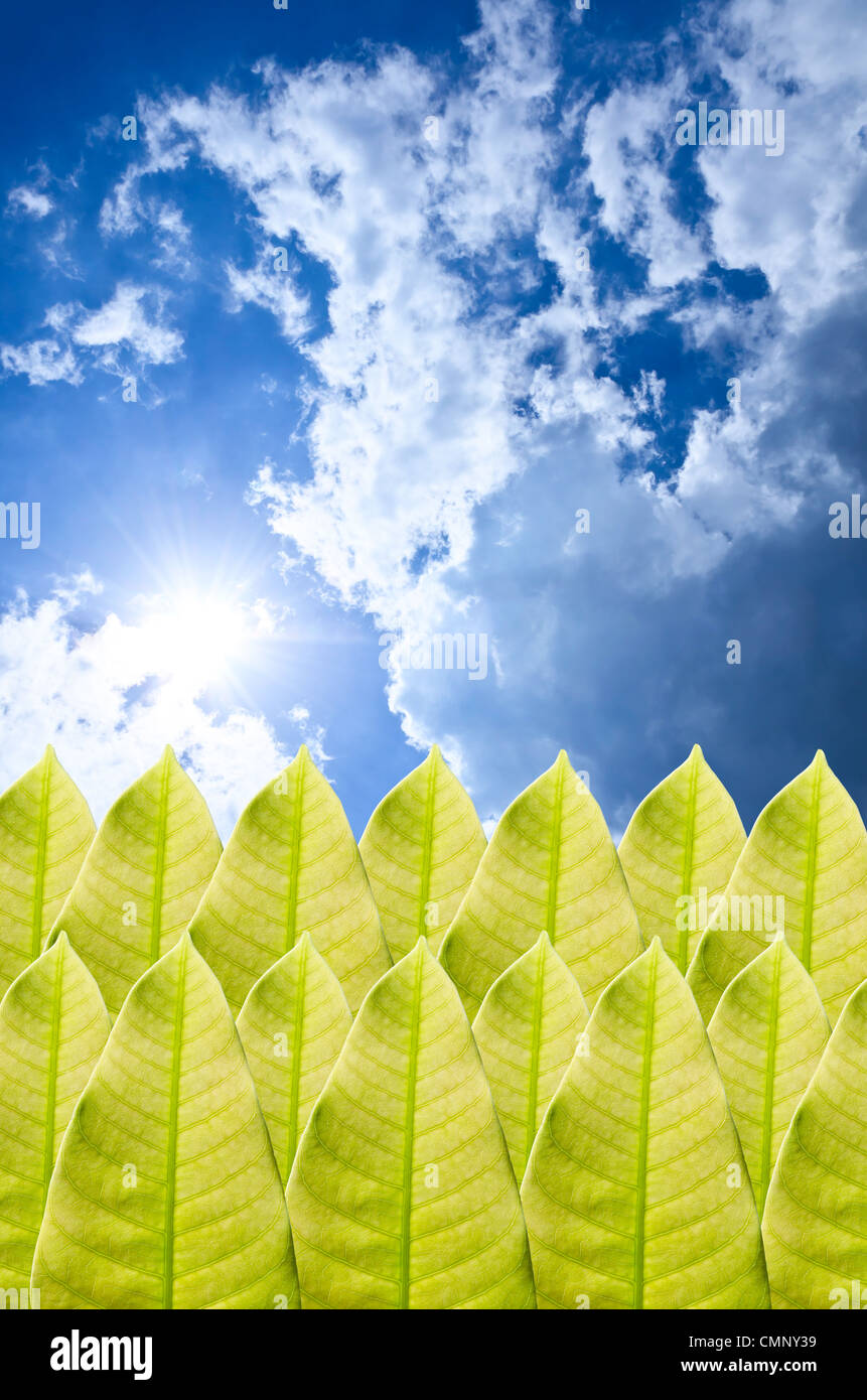 Green leaf and blue sky Stock Photo - Alamy