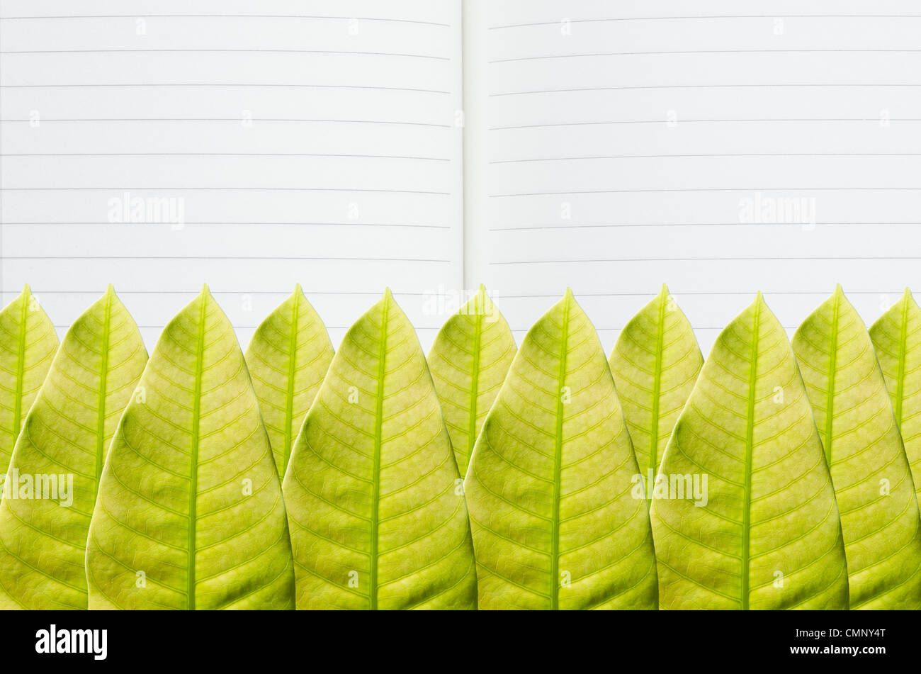 green leaf and paper Stock Photo - Alamy