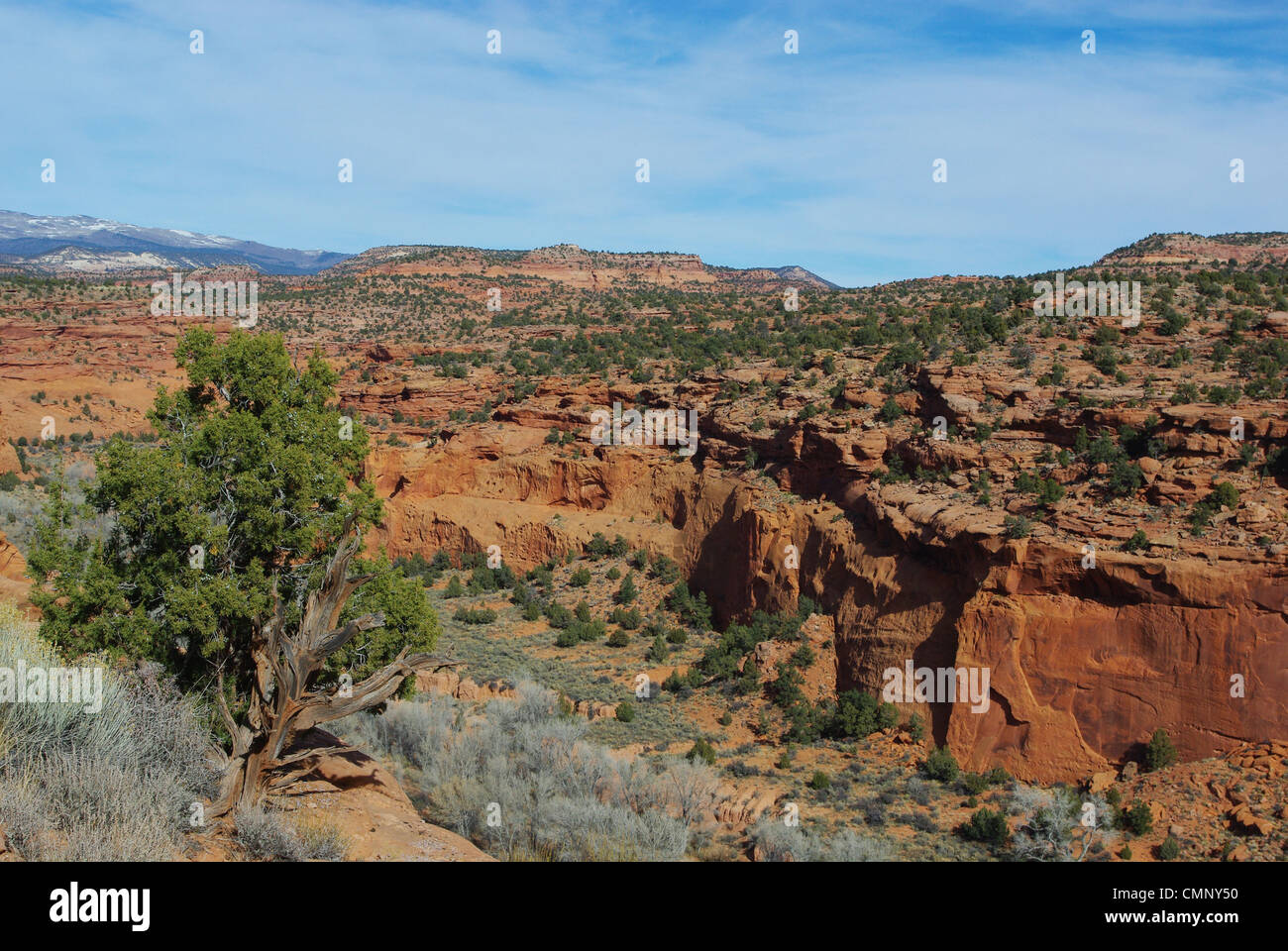 Green tree, red canyon, snowy mountains, white and blue sky, Utah Stock ...