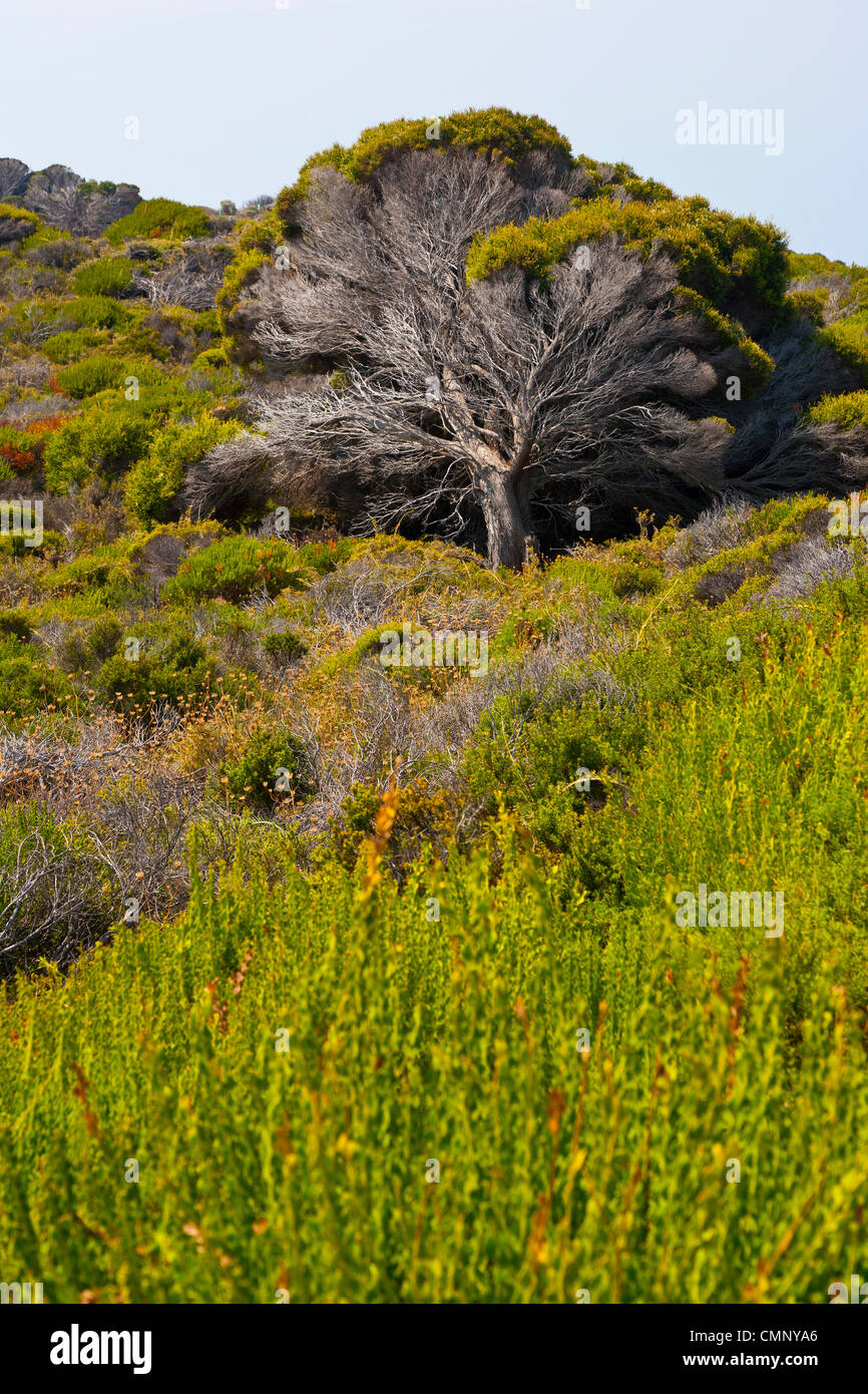 Wind Swept Tree. Melaleuca lanceolata Stock Photo - Alamy