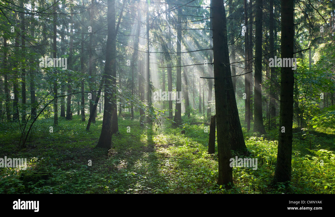 Sunbeam entering rich deciduous forest in misty morning rain after ...