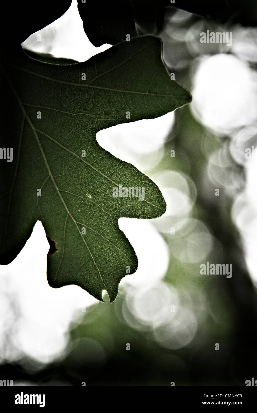 Oak tree leaf, Assiniboine Forest, Winnipeg, Manitoba Stock Photo - Alamy