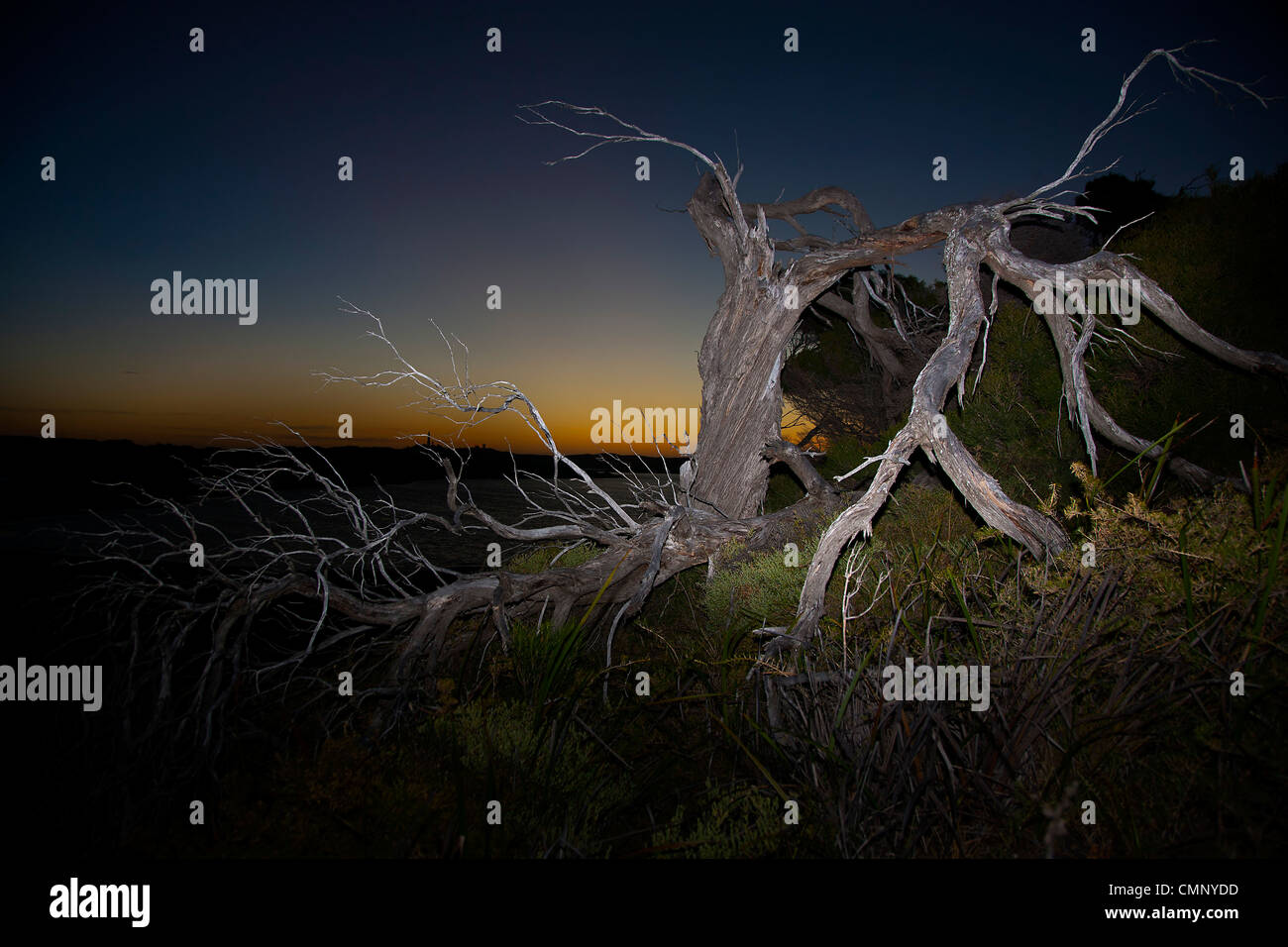Old dead tree at sunset Rottnest Island Stock Photo - Alamy