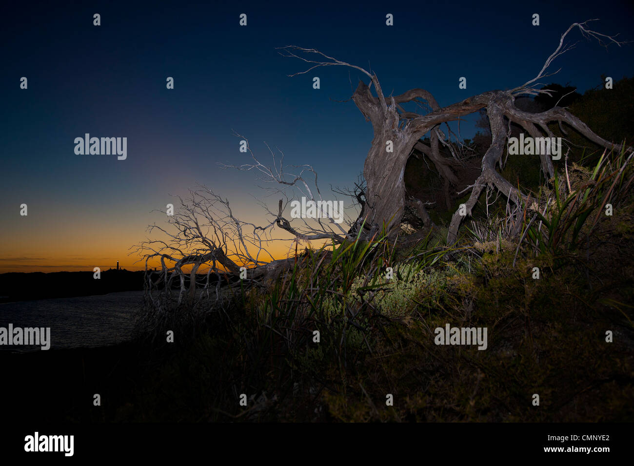 Old dead tree at sunset Rottnest Island Stock Photo - Alamy