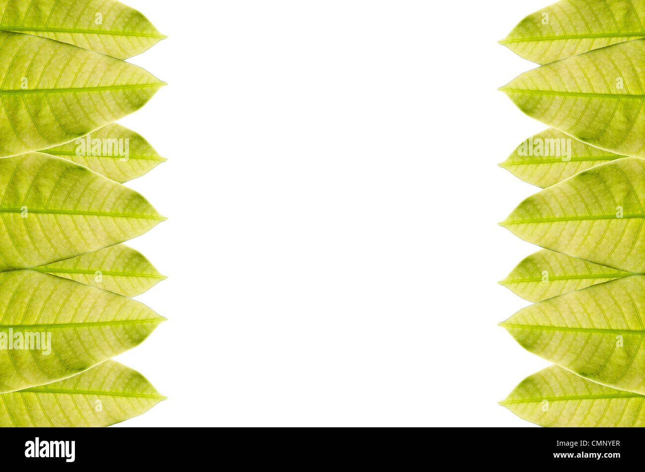 Green leaf frame isolated in green nature Stock Photo - Alamy