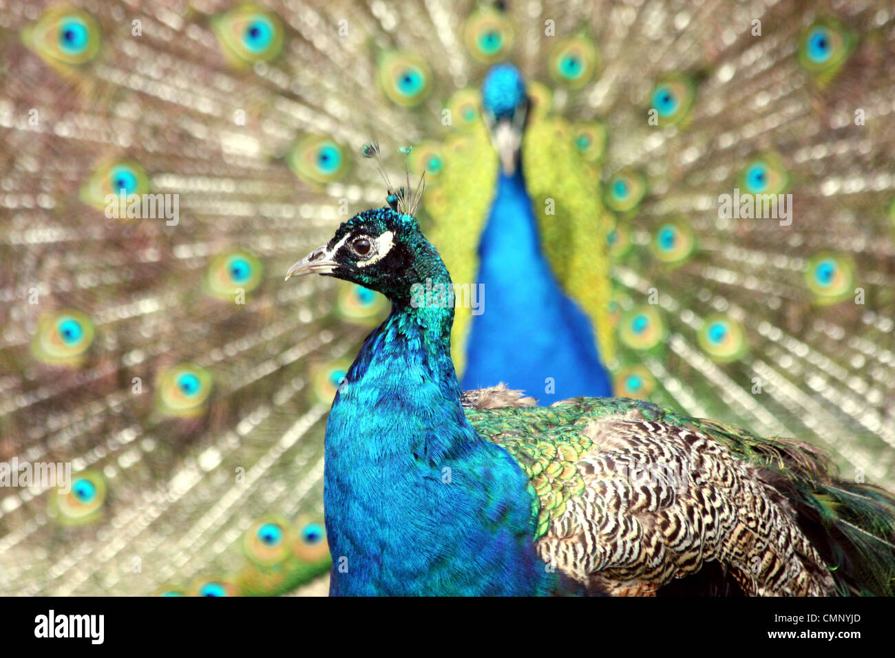 Peacock symbol of royalty hi-res stock photography and images - Alamy