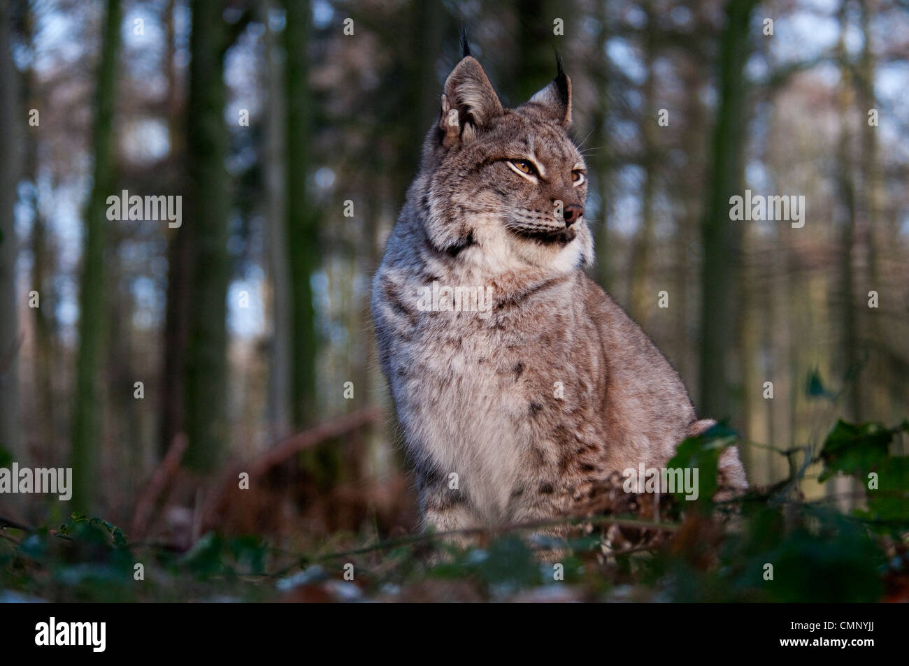 Sitting european lynx Stock Photo - Alamy