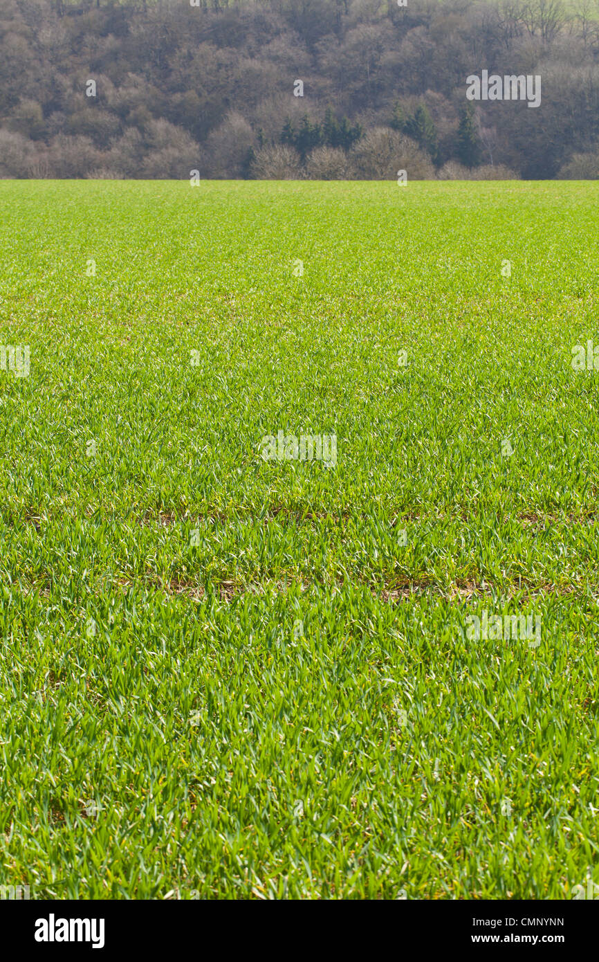 Field of grass background in the countryside Stock Photo - Alamy