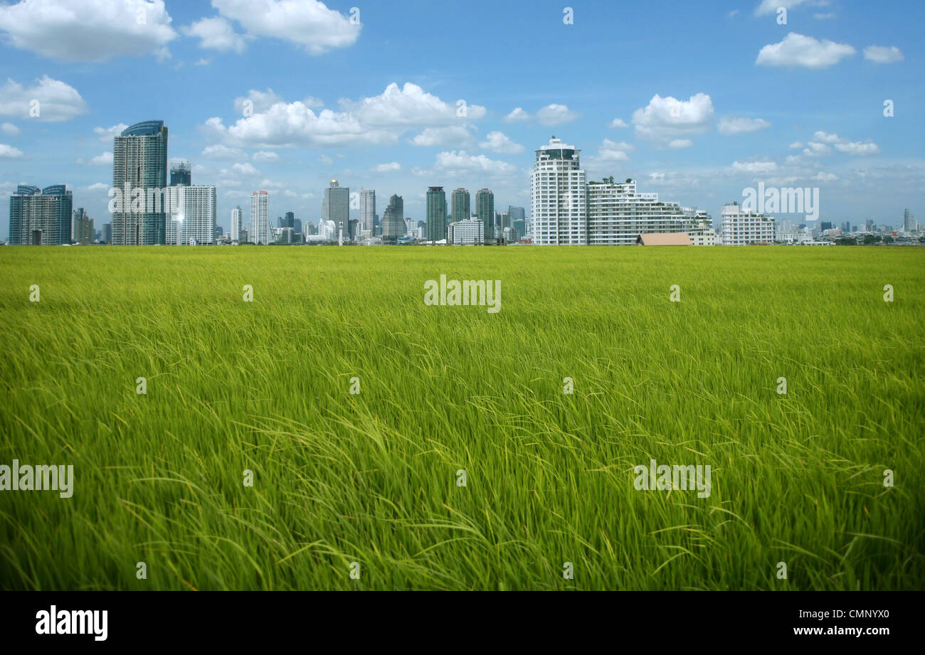 rice field buildings on sky Stock Photo - Alamy