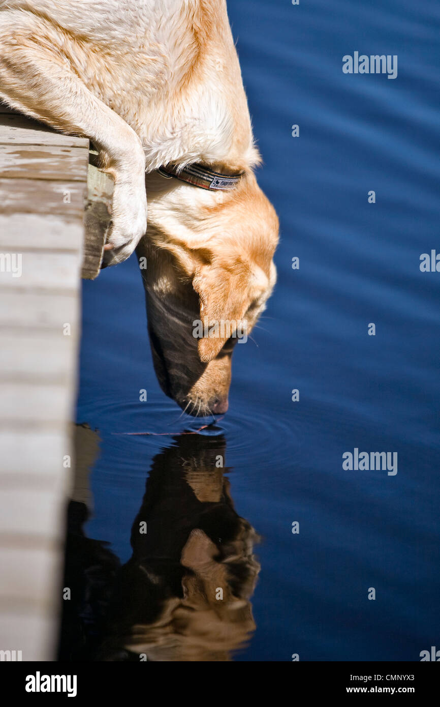 Yellow Labrador Retriever looking at reflection and reaching for stick ...
