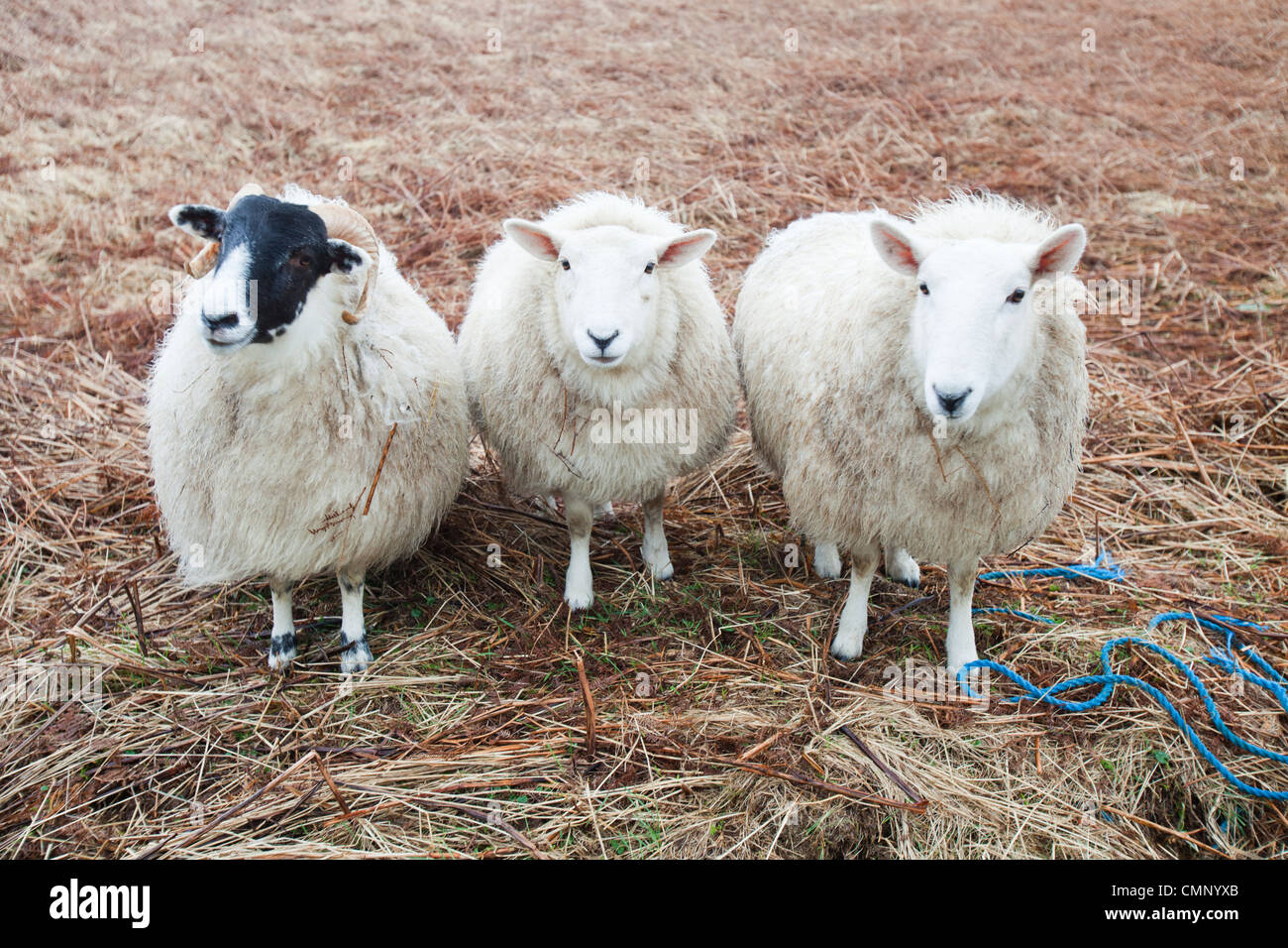 Three Sheep