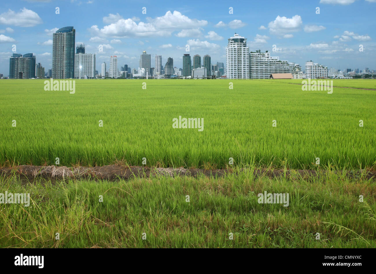 rice field buildings on sky Stock Photo - Alamy