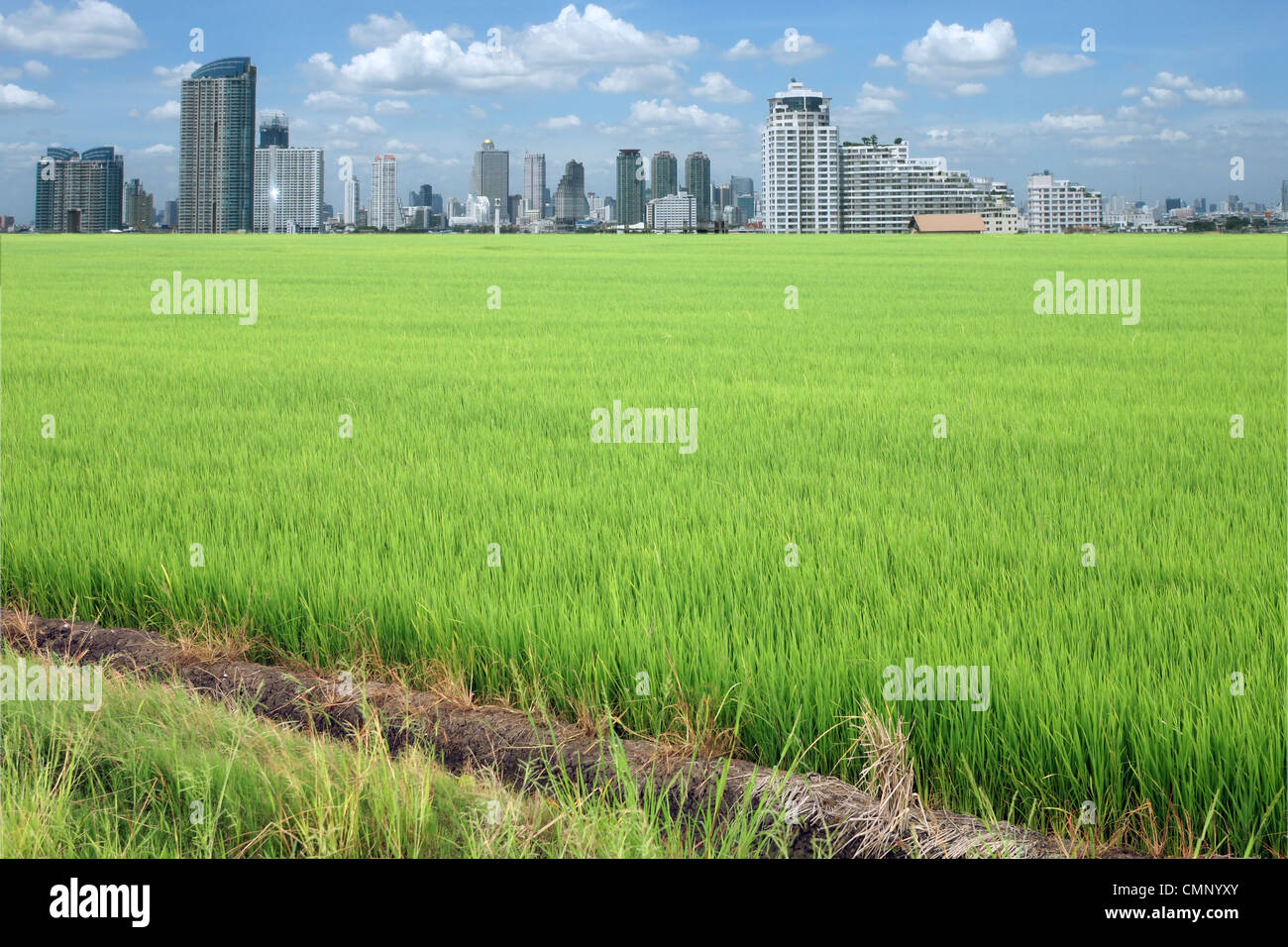 rice field buildings on sky Stock Photo - Alamy