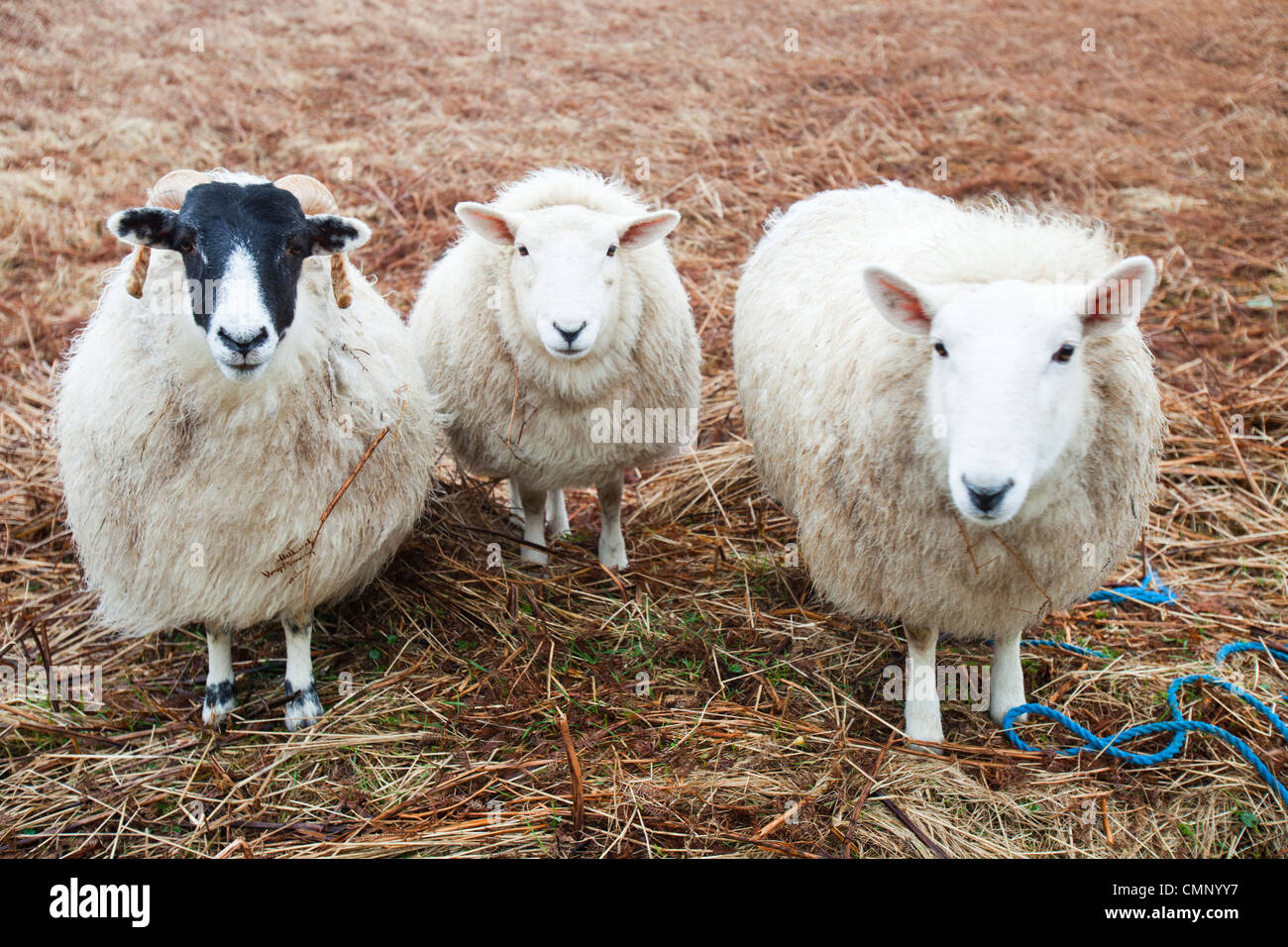 Portnalong hi-res stock photography and images - Alamy