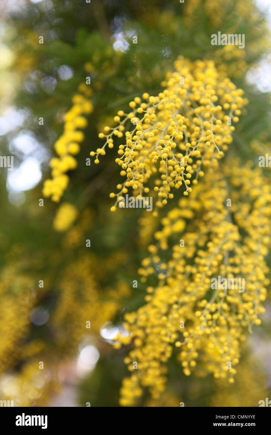 Acacia dealbata Bunch of yellow Mimosa on tree 124220 Les Arcs VAR ...