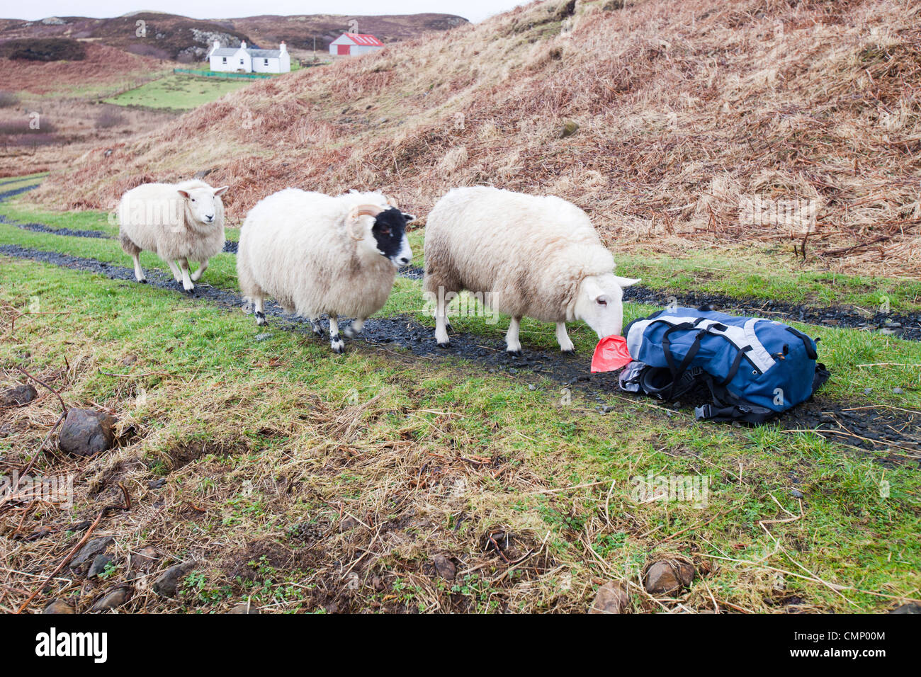 Three sheep at Portnalong, Isle of Skye, Scotland, UK, investigate a ...