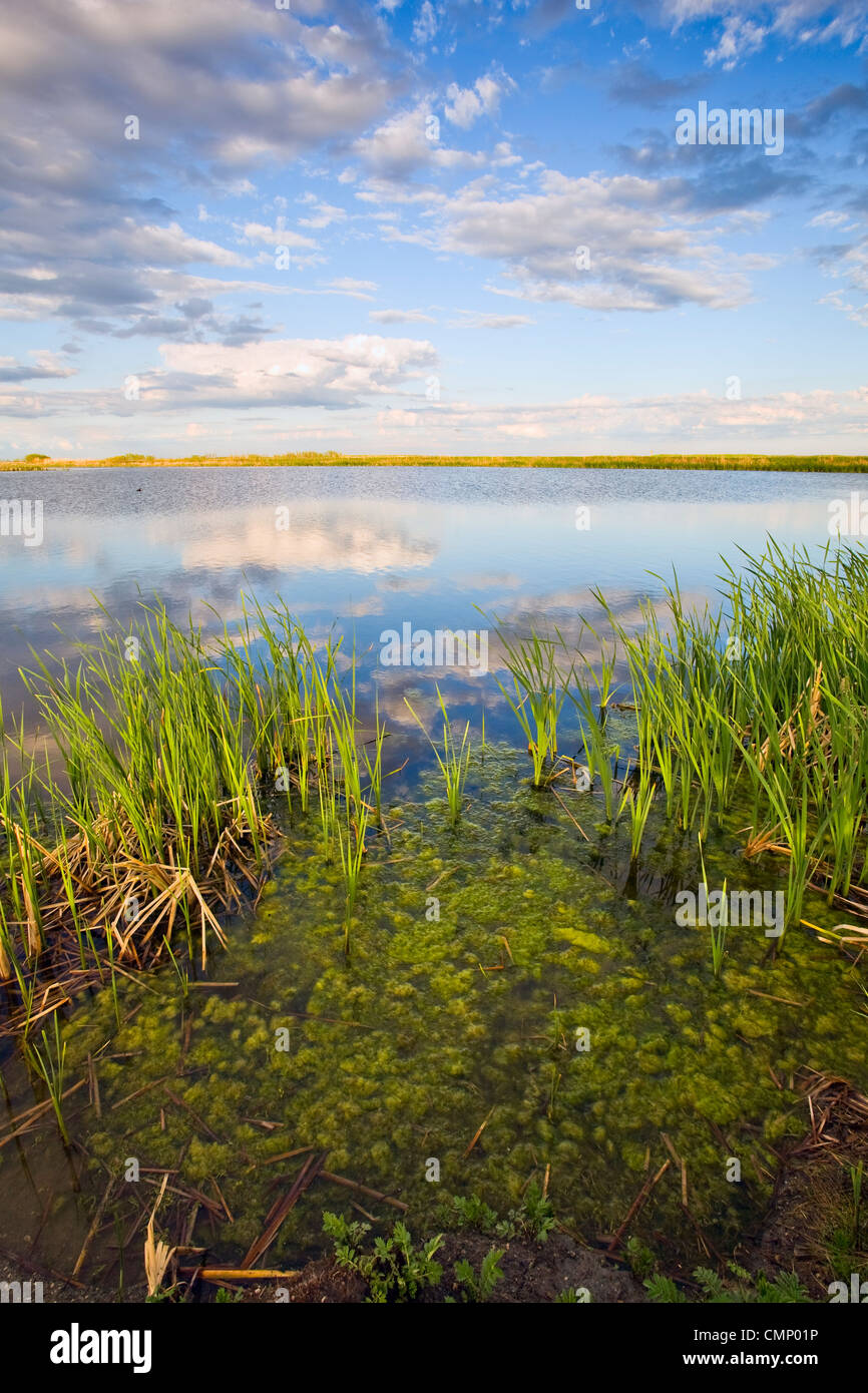 Oak hammock marsh hi-res stock photography and images - Alamy