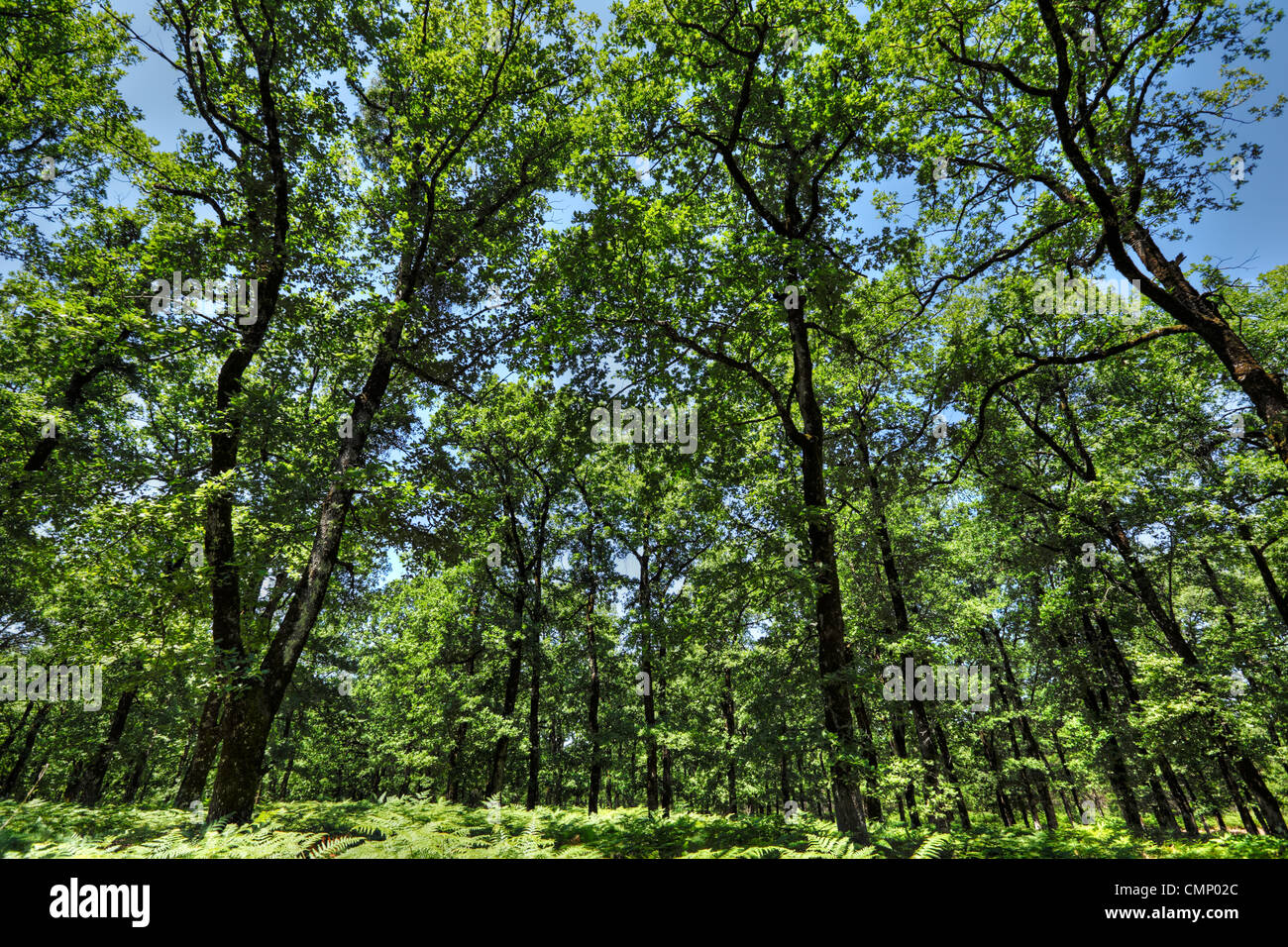 The forest of Foloi in Ilia, Peloponnese, Greece Stock Photo - Alamy