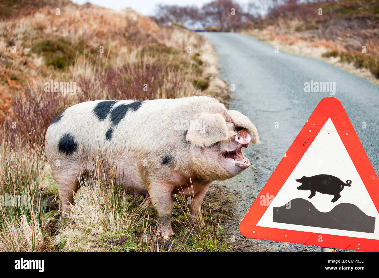 Pig triangle hi-res stock photography and images - Alamy