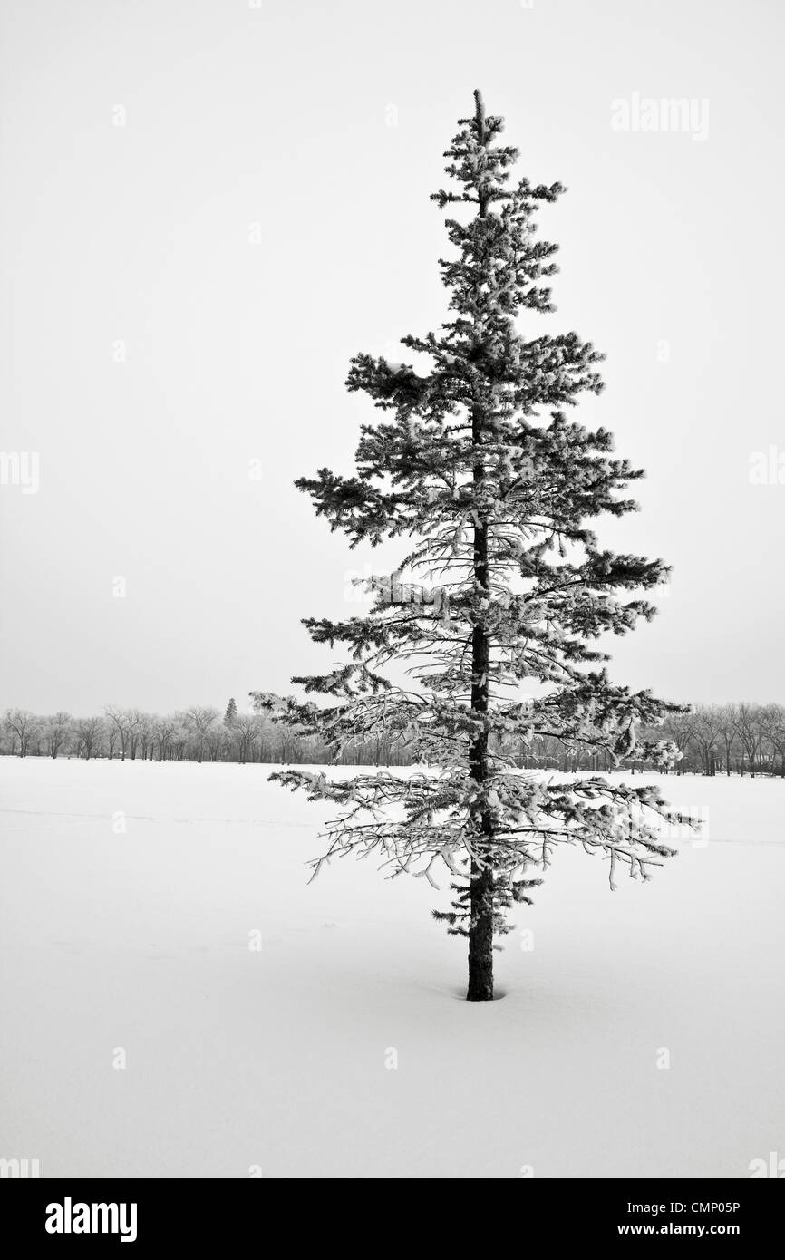 Lone tree in winter, Assiniboine Park, Winnipeg, Manitoba Stock Photo ...