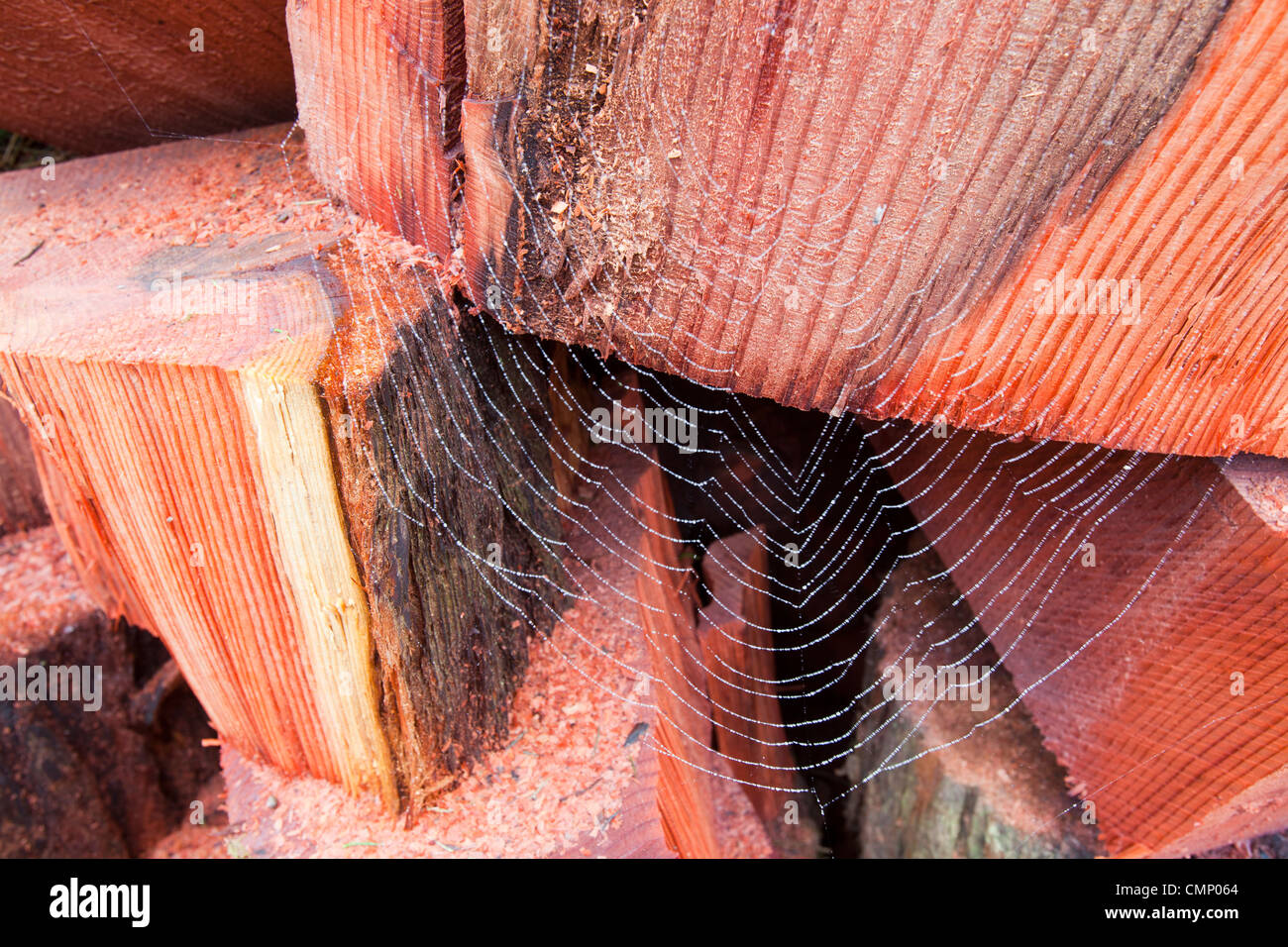 A massive Cedar tree that was infected with honey Fungus is chopped ...