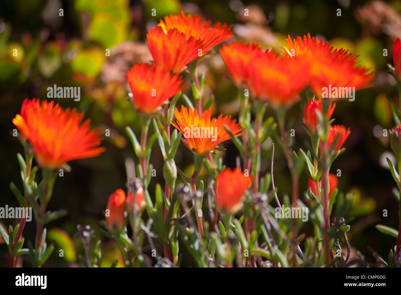 flowers, Almeda Gardens,Rock of Gibraltar Stock Photo - Alamy