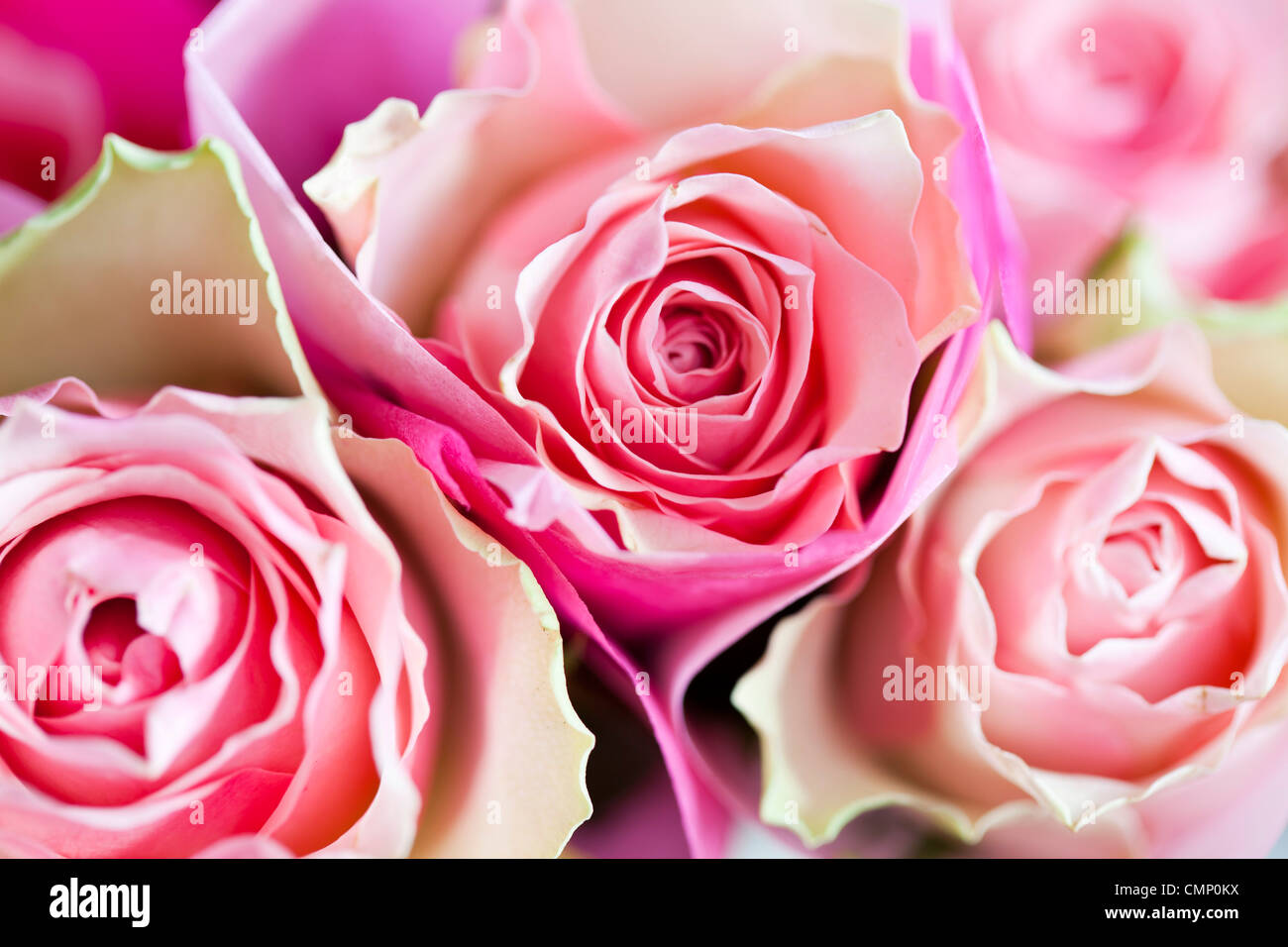 pink roses wrapped in tissue paper Stock Photo - Alamy