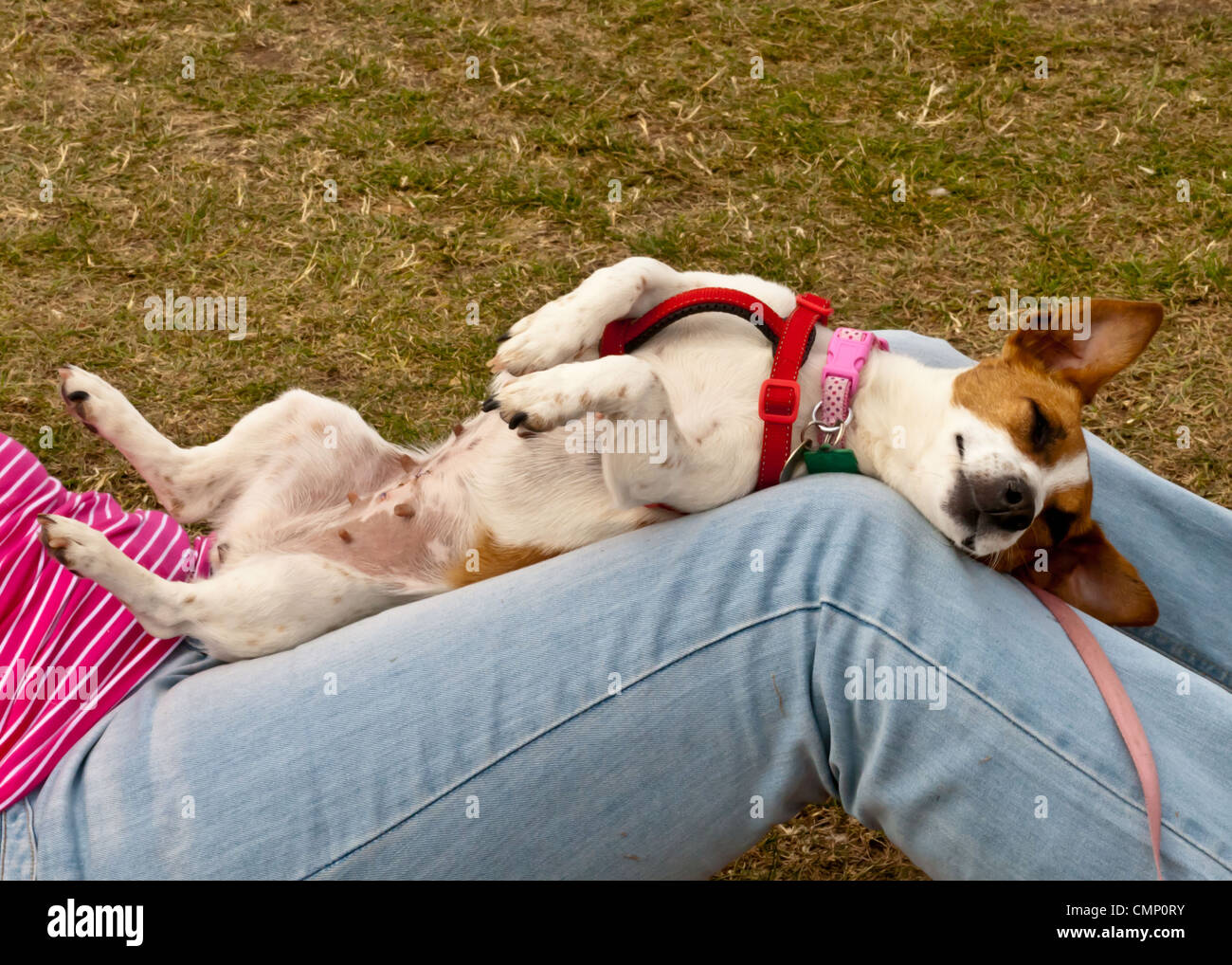 A Jack Russell lying on his owner's legs Stock Photo - Alamy