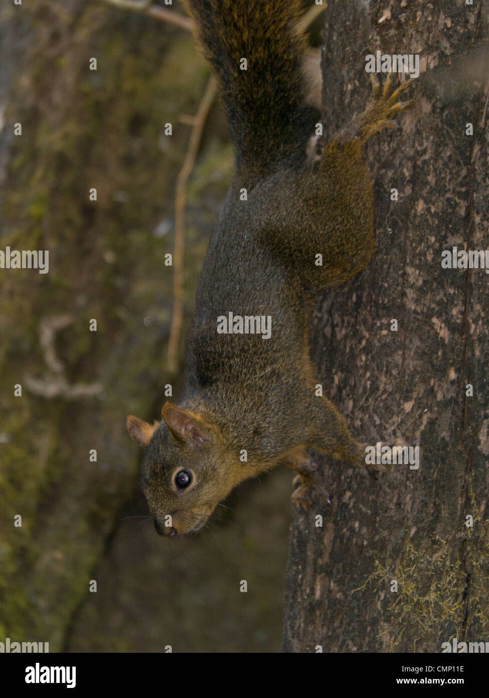 Sciurus ignitus hi-res stock photography and images - Alamy